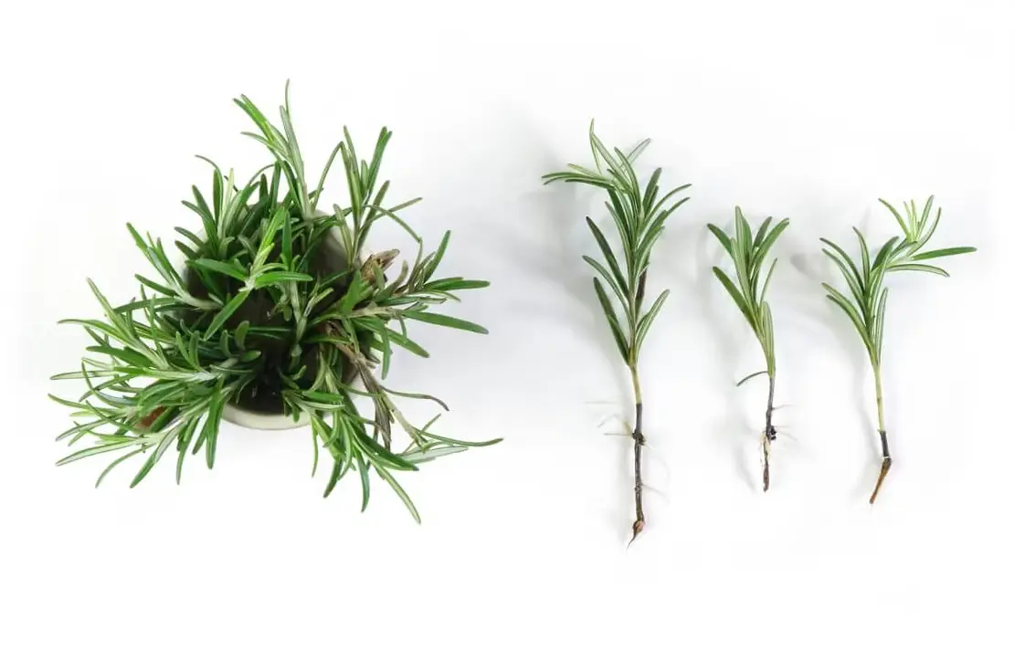 How to Grow Rosemary at Home in India - farmstorey.com