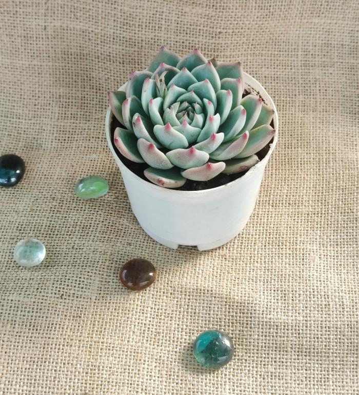 Echeveria Pink Tips - farmstorey.com